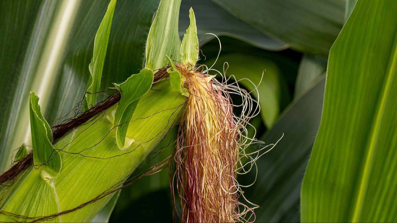 Corn Silk Uses and Plant Monograph