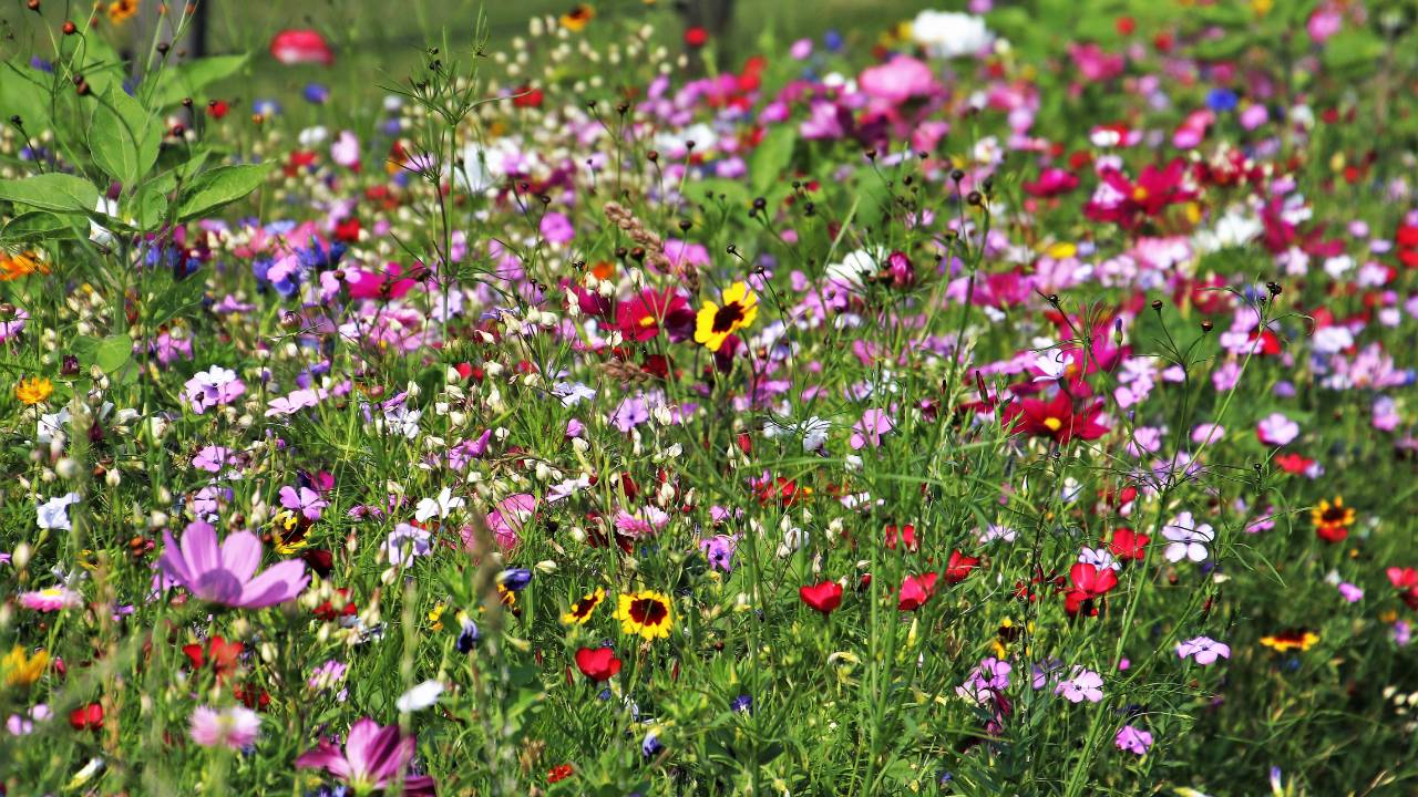 Creating a Beautiful Wildflower Patch: My Journey and Tips for Success