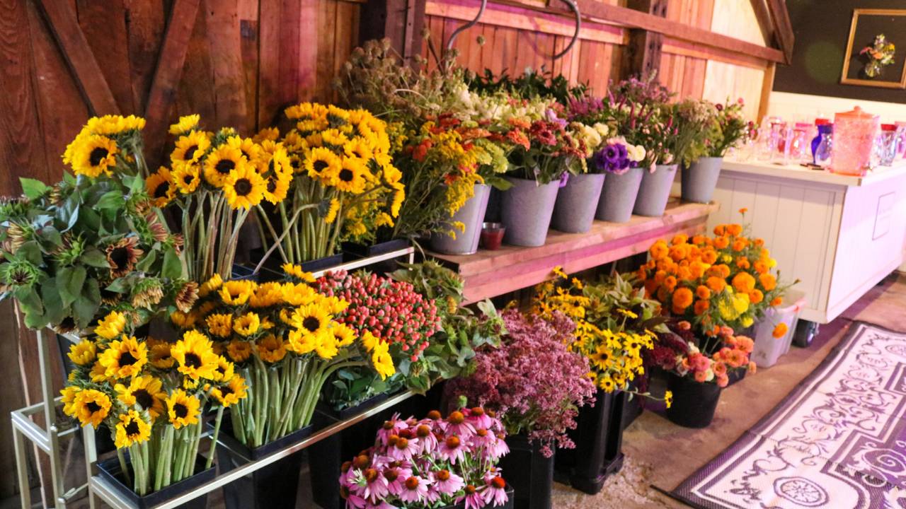 How to Start a Flower Farm with $100