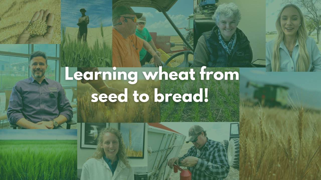 Learning wheat from seed to bread with our new Wheat Course!