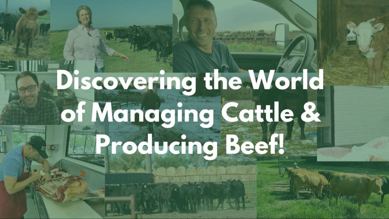Discovering the World of Managing Cattle and Producing Beef!