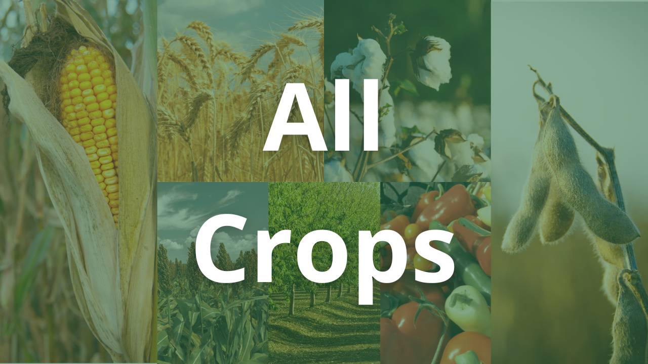 Discover the world of raising crops!