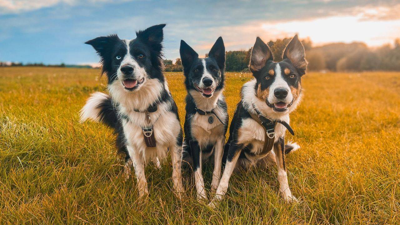 Why Dog Neutrality Training Matters