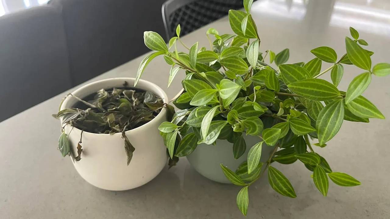 Take a look at these two identical plants