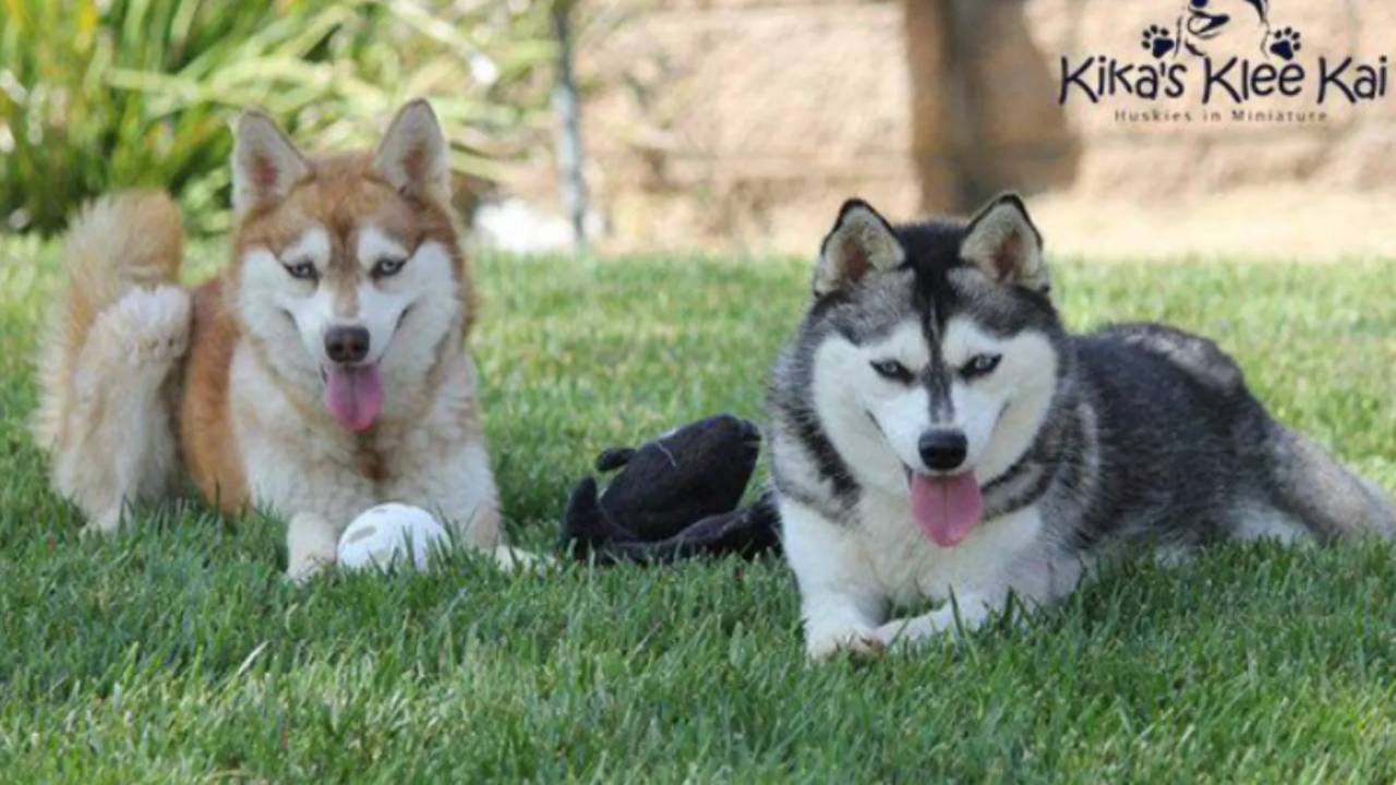 The Beautiful Coat Colors of the Alaskan Klee Kai
