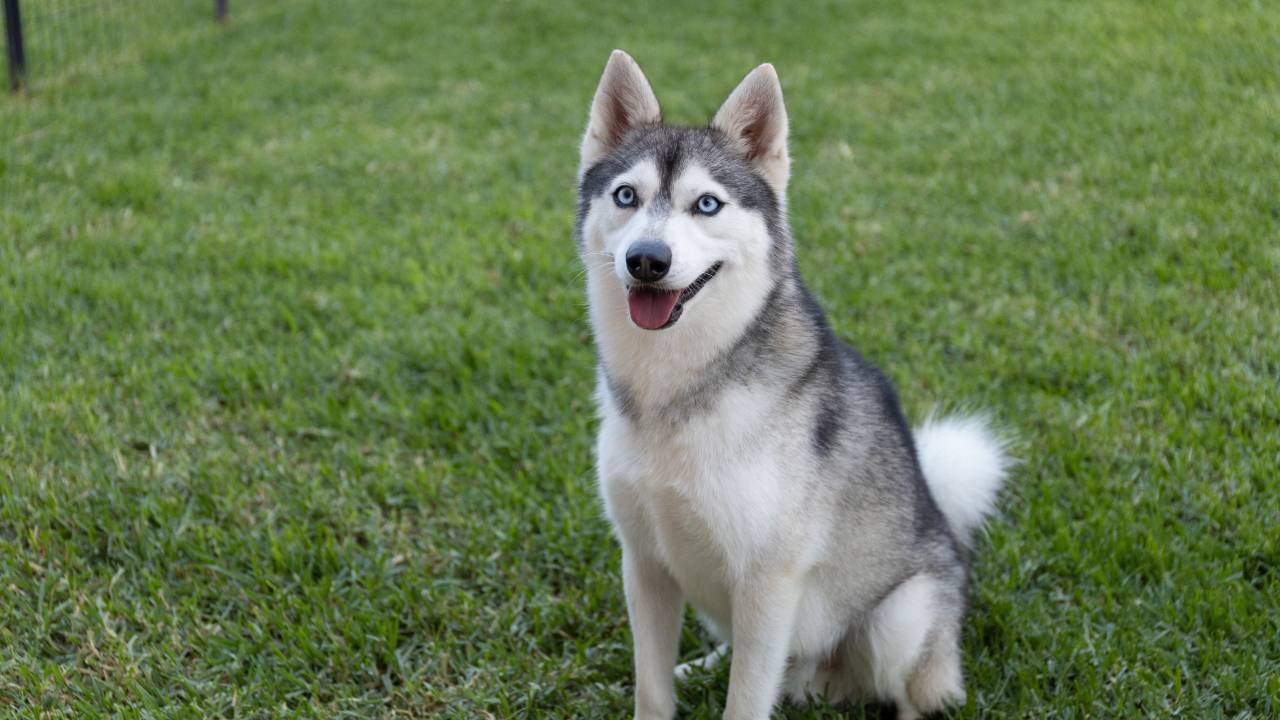 Simba - Male Alaskan Klee Kai