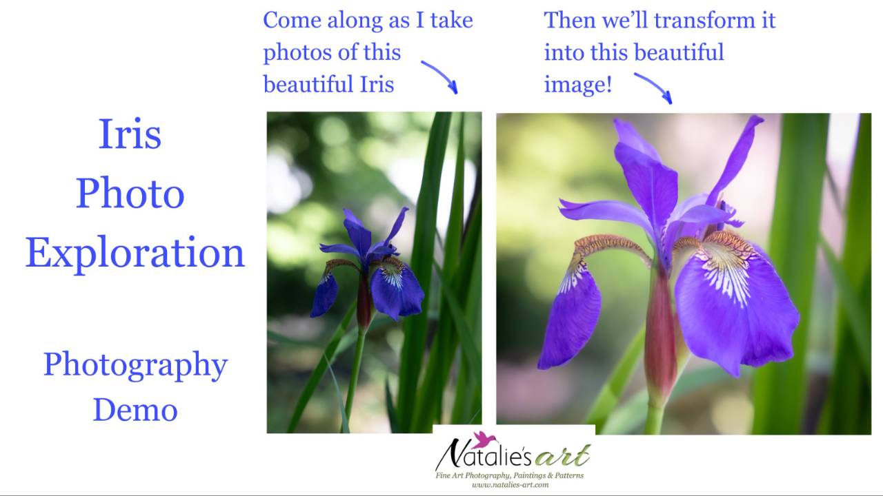 Iris Photo Exploration - Photography Demonstration