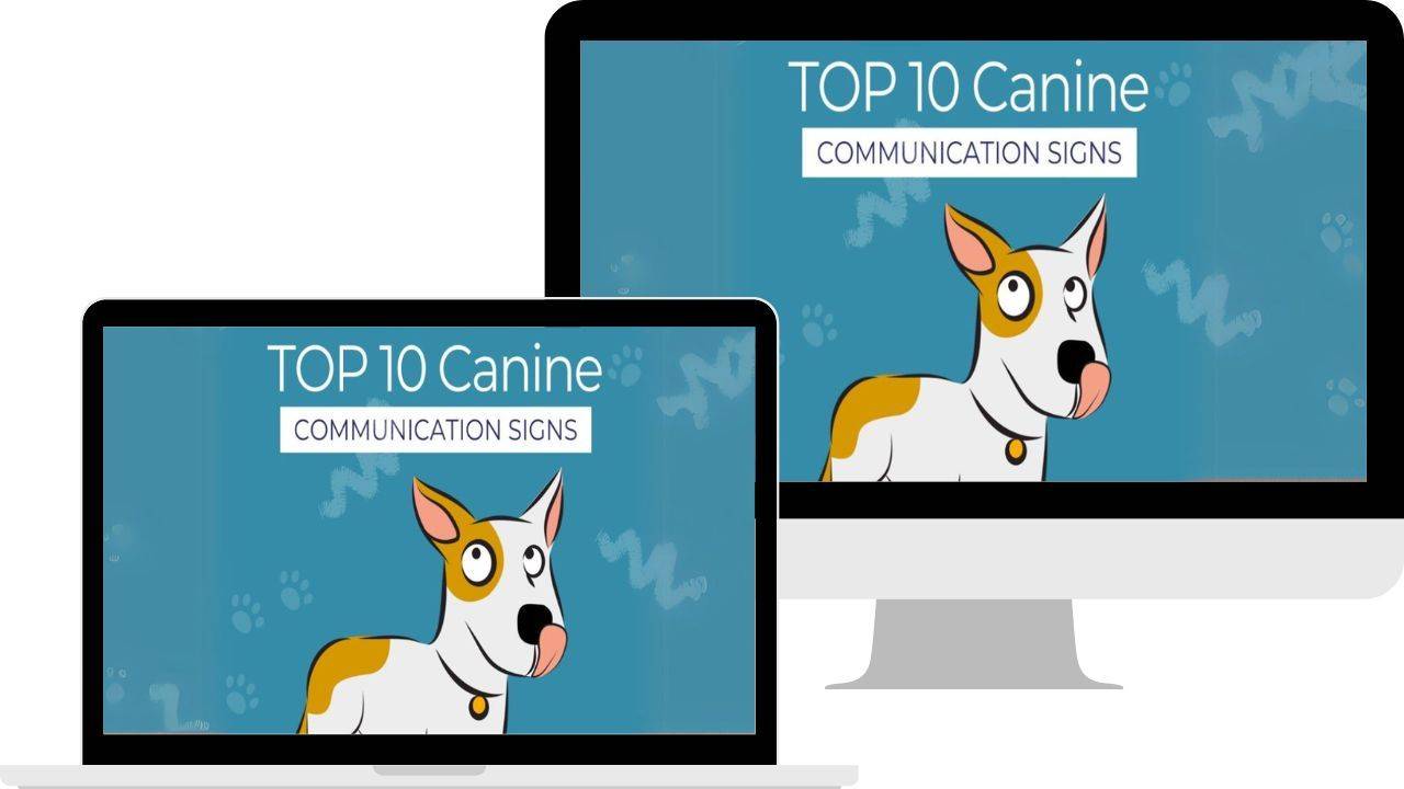 The Top 10 Canine Communication Signs