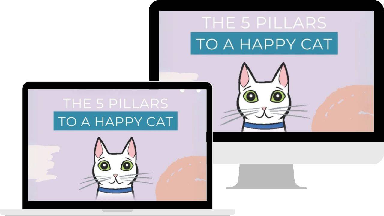 5 Pillars to A Happy Cat Masterclass