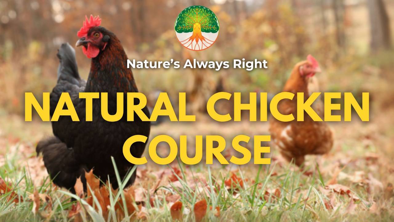 Natural Chicken Raising Course