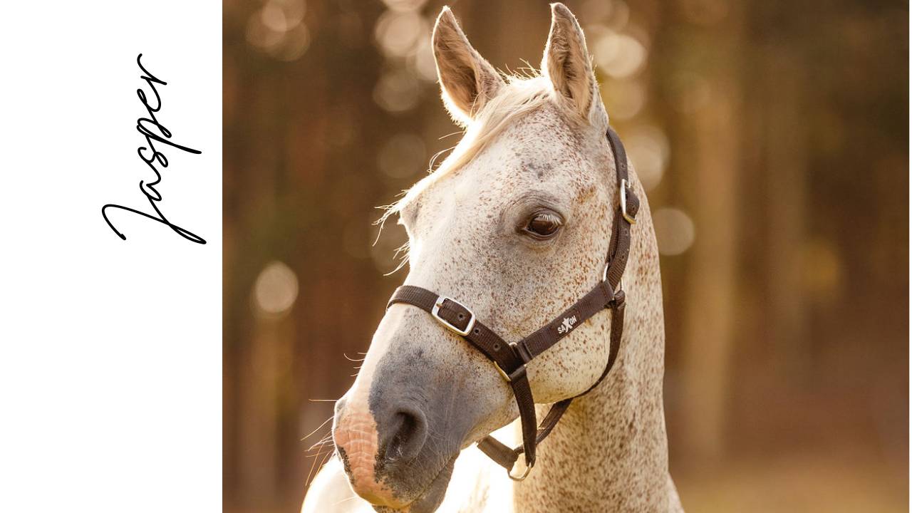 Schooling Uncut Behind the Scenes with Jasper Video Series