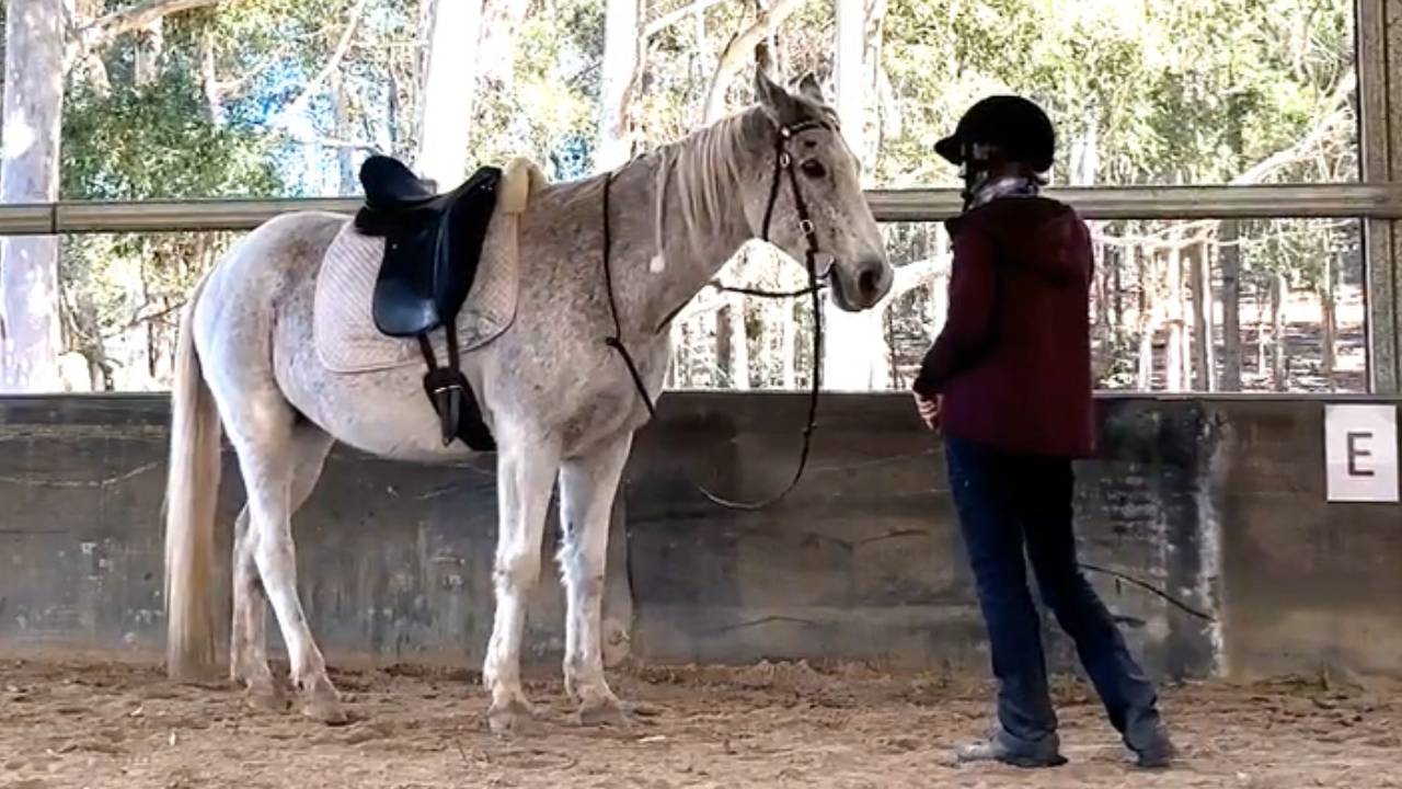 Locking Stifle: What is it, and what can we do about it?