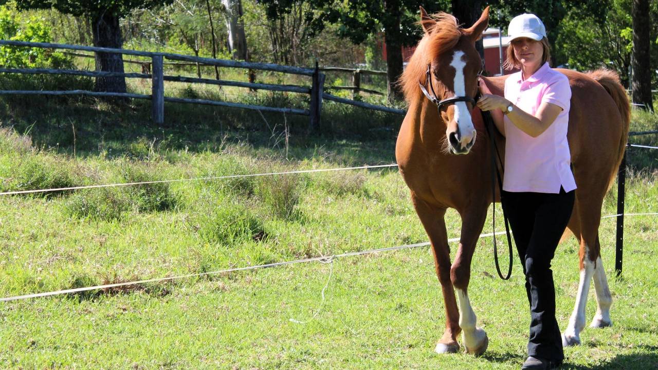 The Power of Walk - Horse Training Using Connected, Targeted Walk
