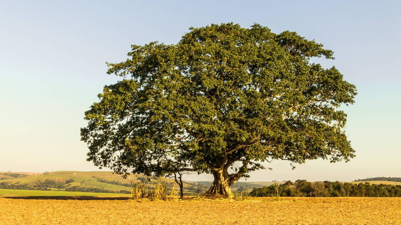 Grow Your Farm Business Like a Tree