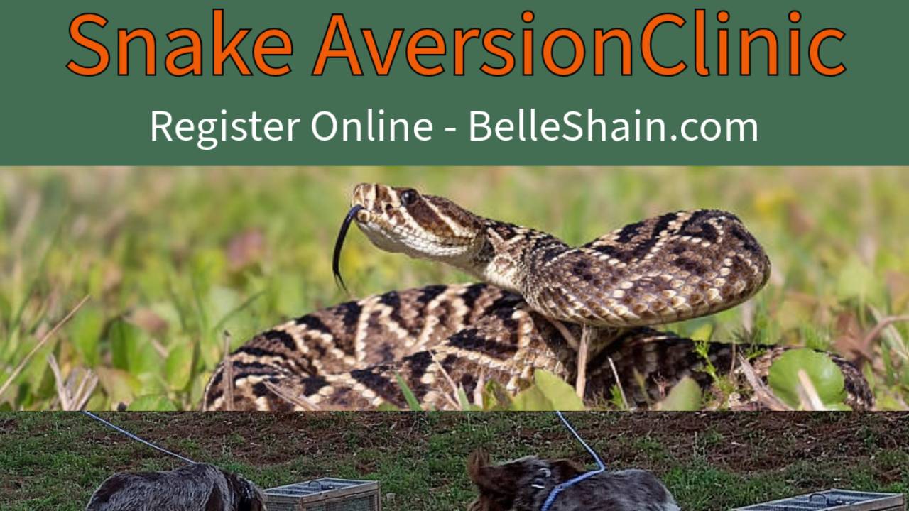 Snake Aversion Training for your Dog