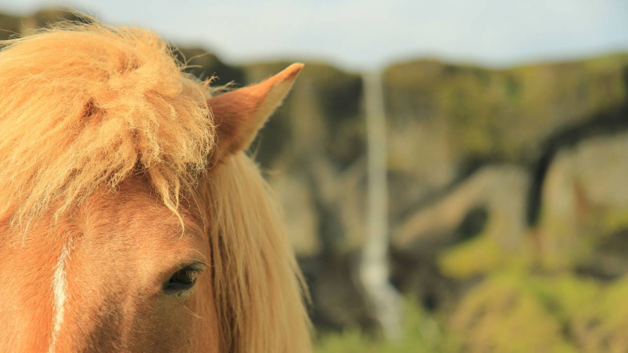 Pooping Ponies and the Relational Abyss