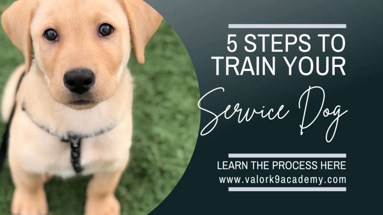Service Dog Training: A 5-Step Process