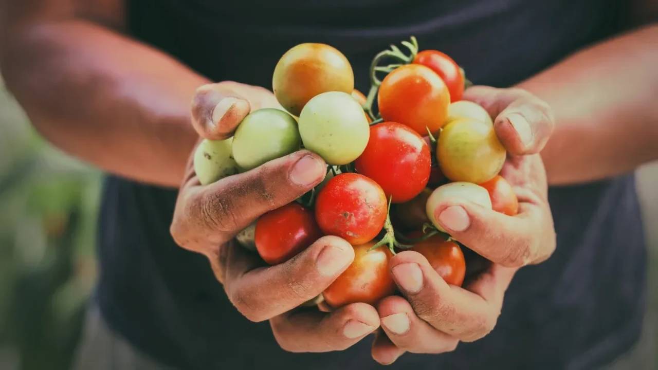 Trouble-Free Tomatoes Class | The Dallas Garden School