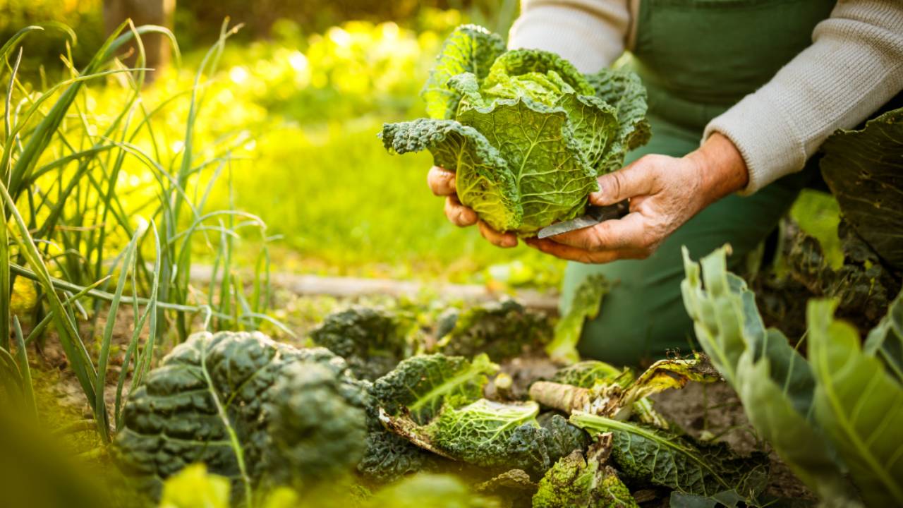 The Best Plants of 2024 Webinar Replay