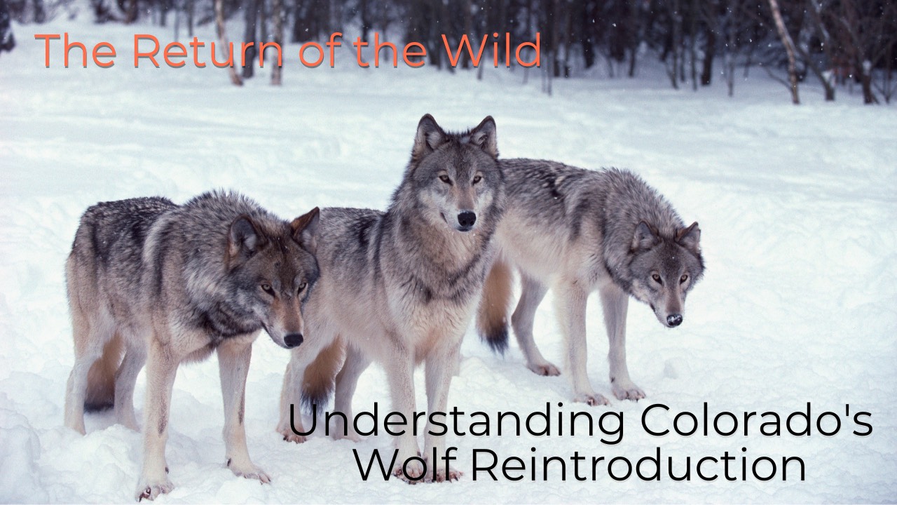 Understanding Colorado's Wolf Reintroduction