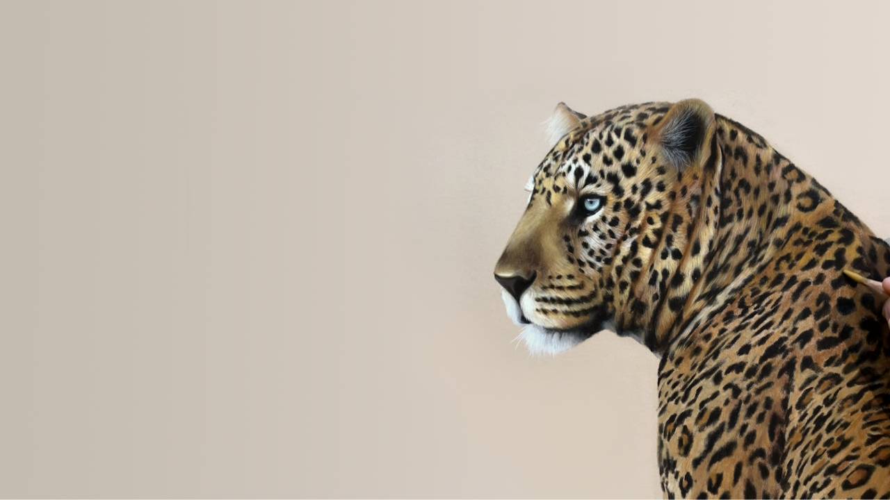 Leopard Drawing Tutorial | Step by Step