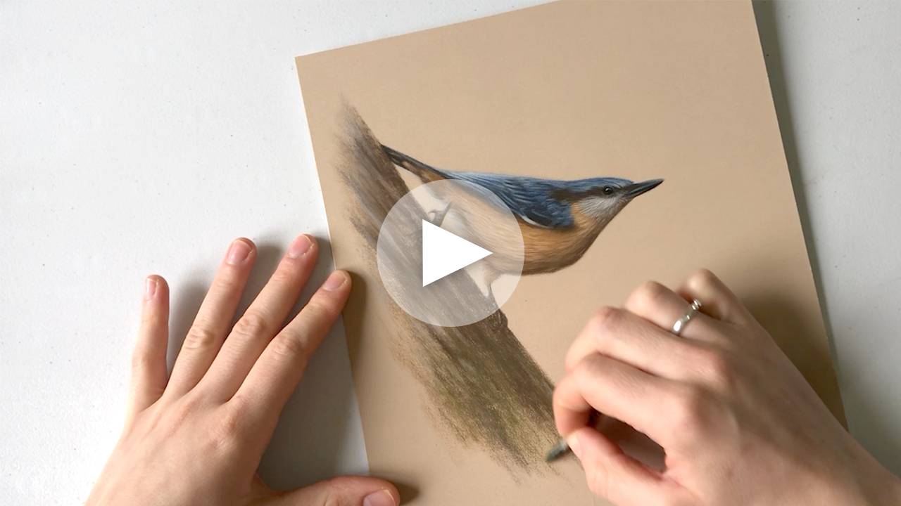 Nuthatch Bird Course | Step by Step