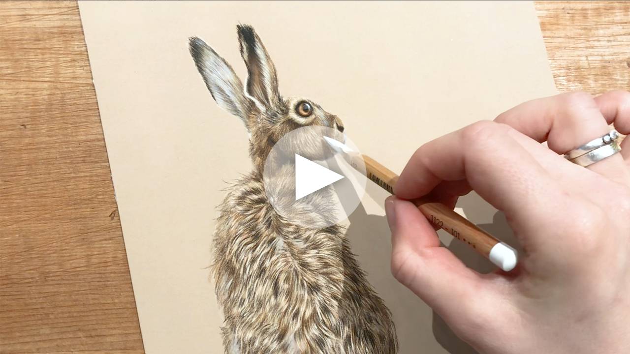 How to Draw a Hare | Step by Step
