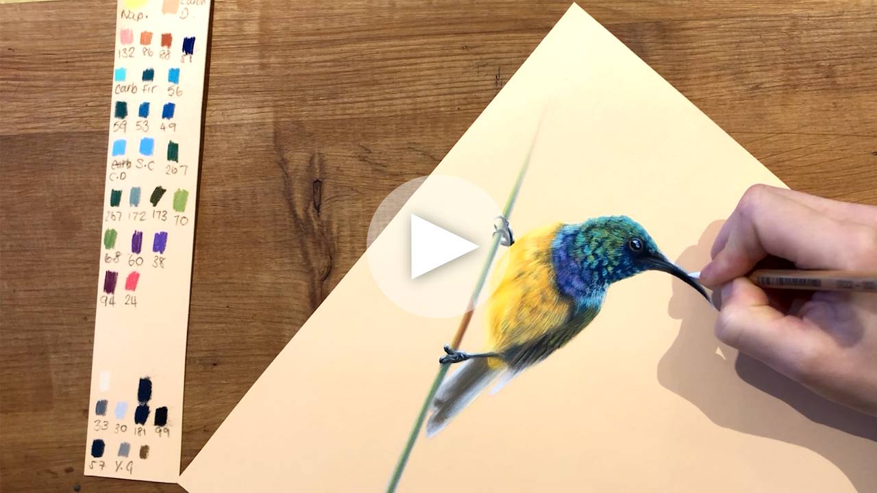 Draw an African Sunbird with Pastel Pencils