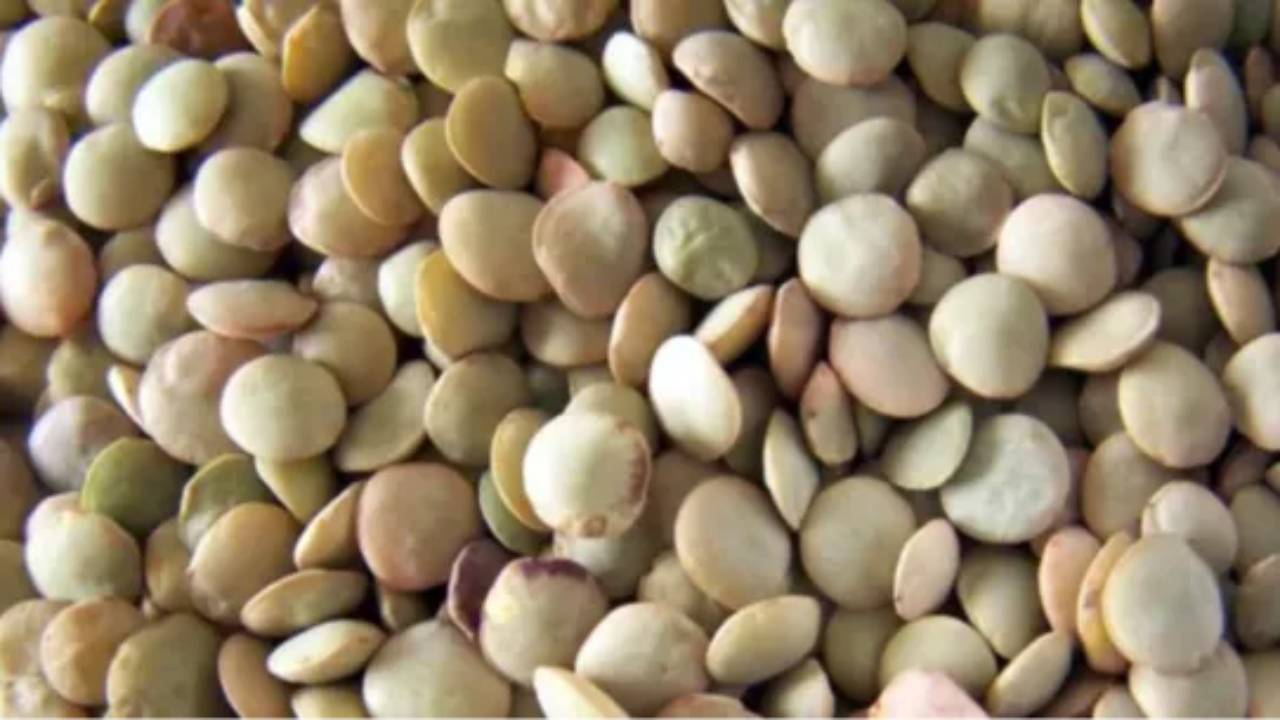 Preparing Sprouted Lentils