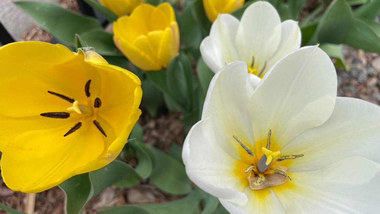 Grounded and Grateful