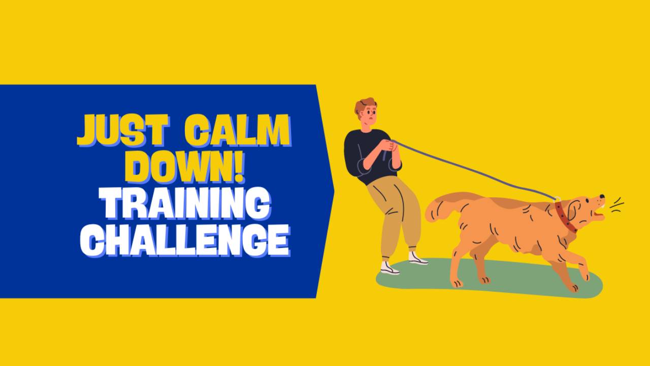 Just Calm Down! Free Training Challenge