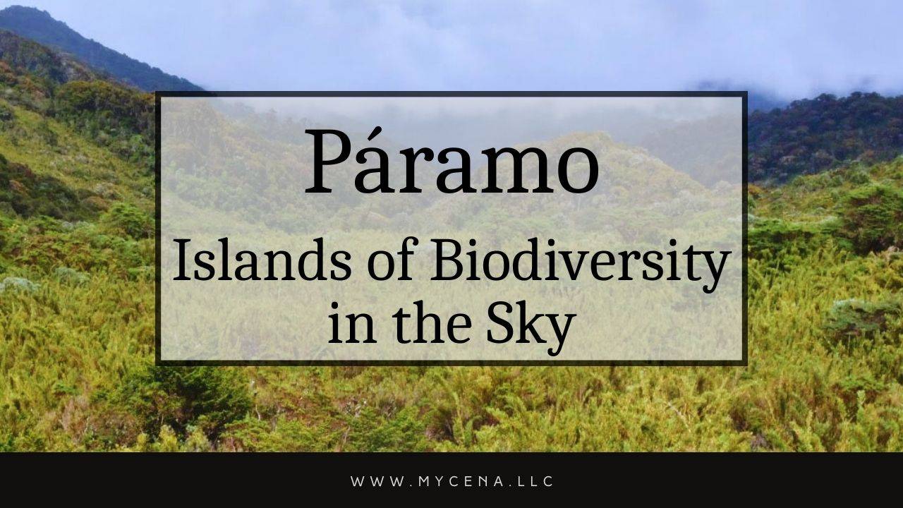Páramo: Islands of Biodiversity in the Sky