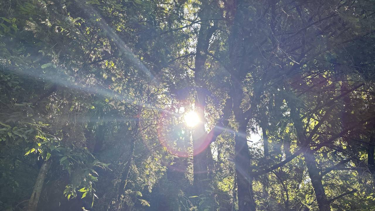 Wandering Mat - Spiritual Journey Through Yoga