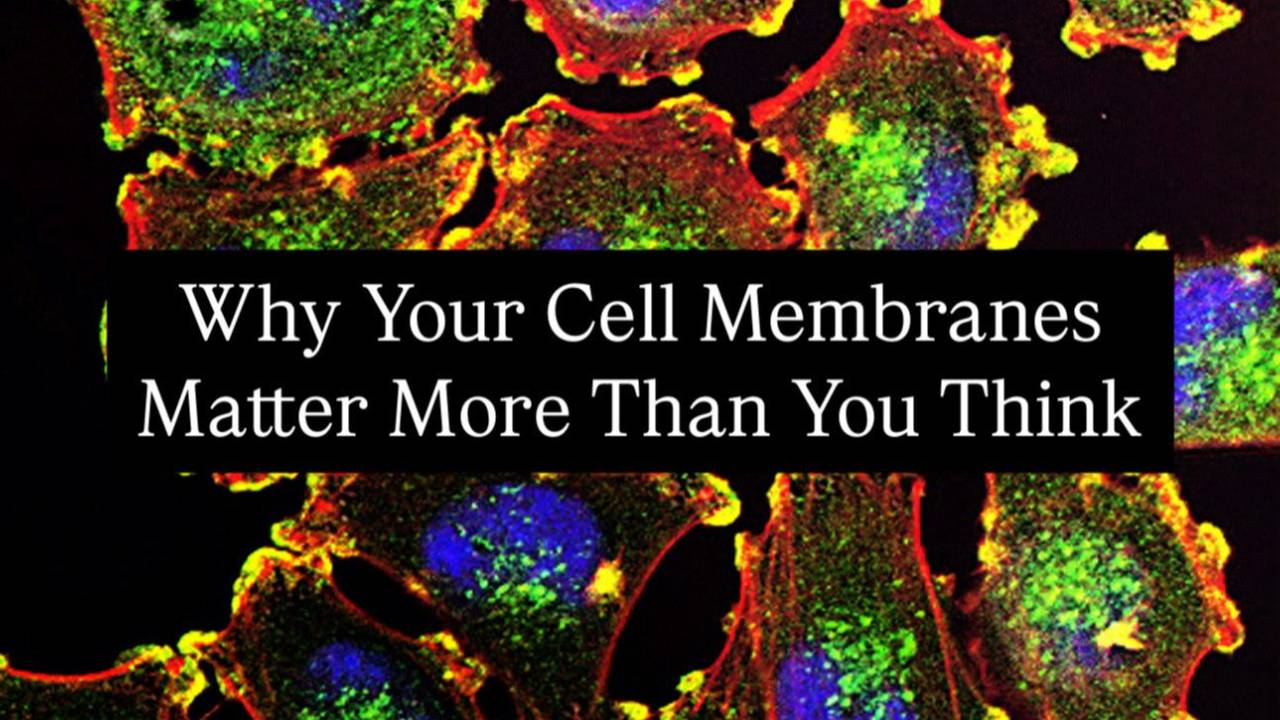 Why Your Cell Membranes Matter More Than You Think
