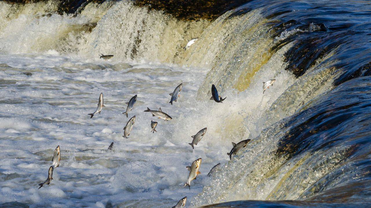 Why Salmon Swim Upstream
