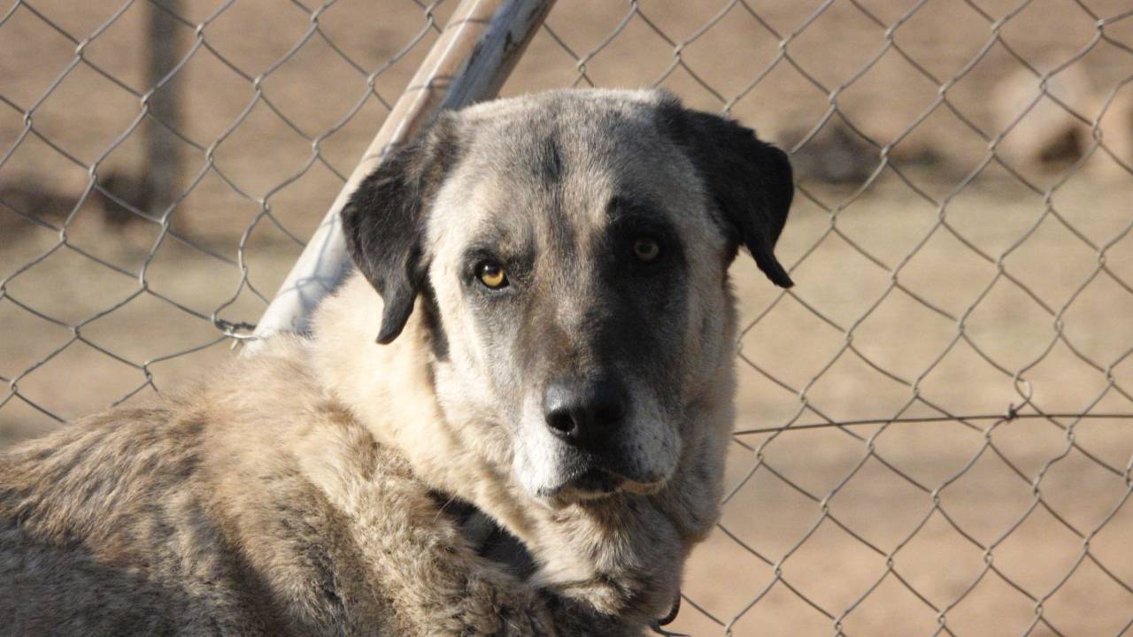 How Traveling to Africa Completely Changed My Perspective on Dogs