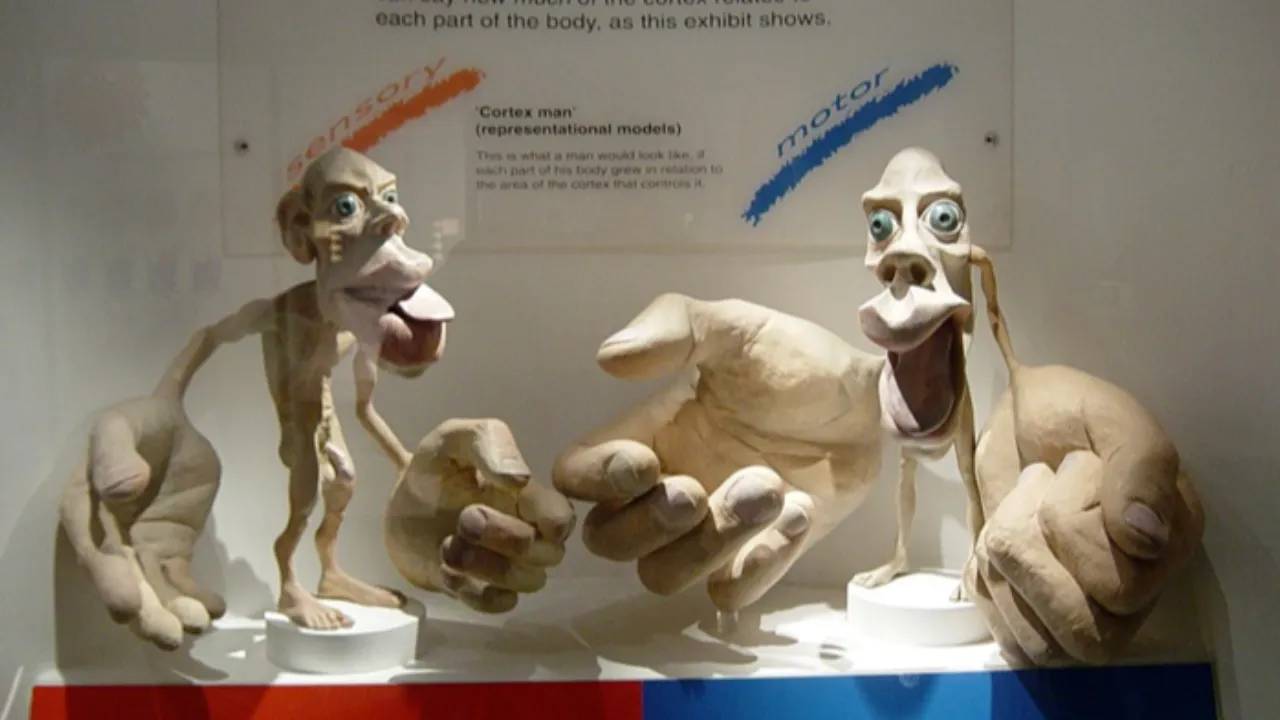 Sensorimotor Hands-Brain Connection