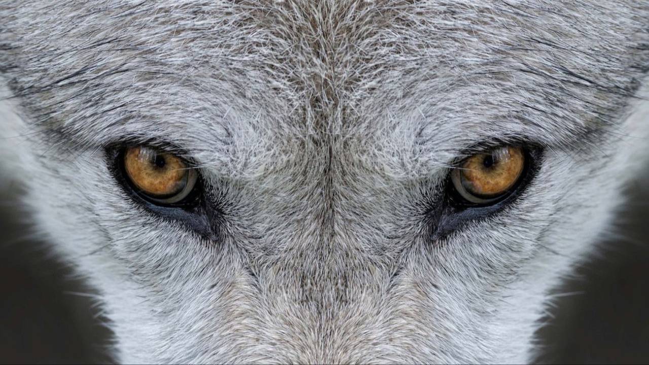 Tired of Being Prey to your Emotions?