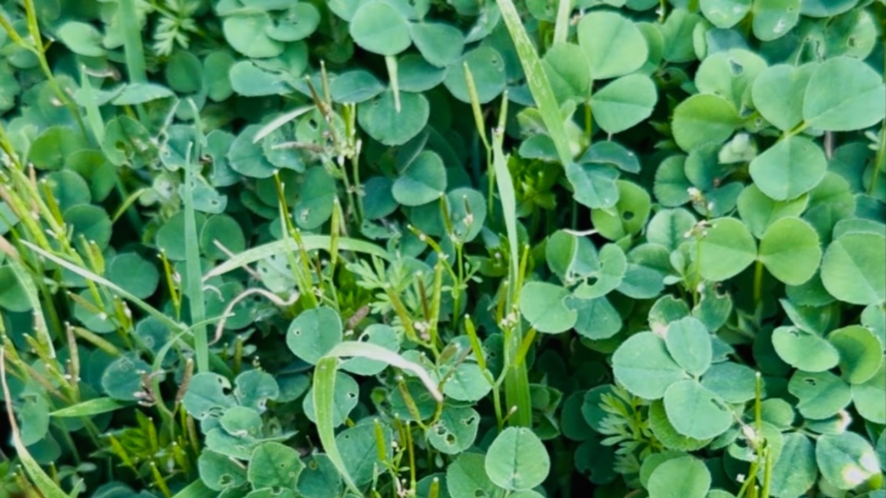 The Secret to Finding a Four-Leaf Clover