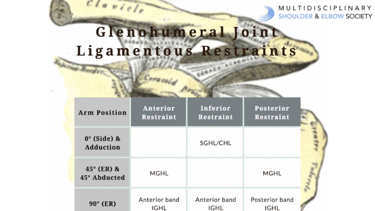 Shoulder Glenohumeral Ligament Restraint Complex
