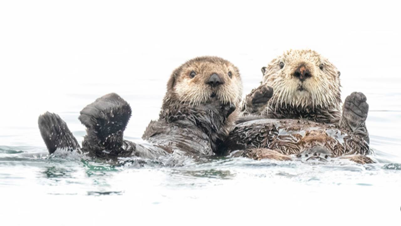 How to Photograph Nature in High Key Style