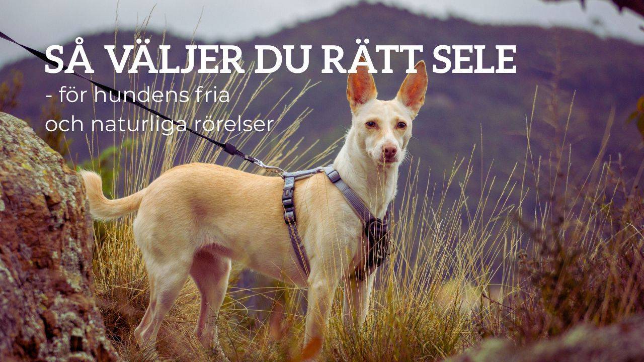 Så väljer du rätt sele - hundens fria och naturliga rörelser
