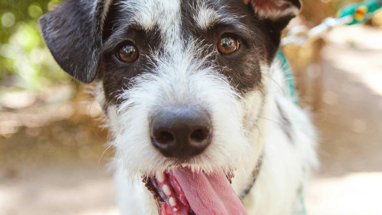 Herbal Flea Collars: Natural, Safe Protection for Your Dog