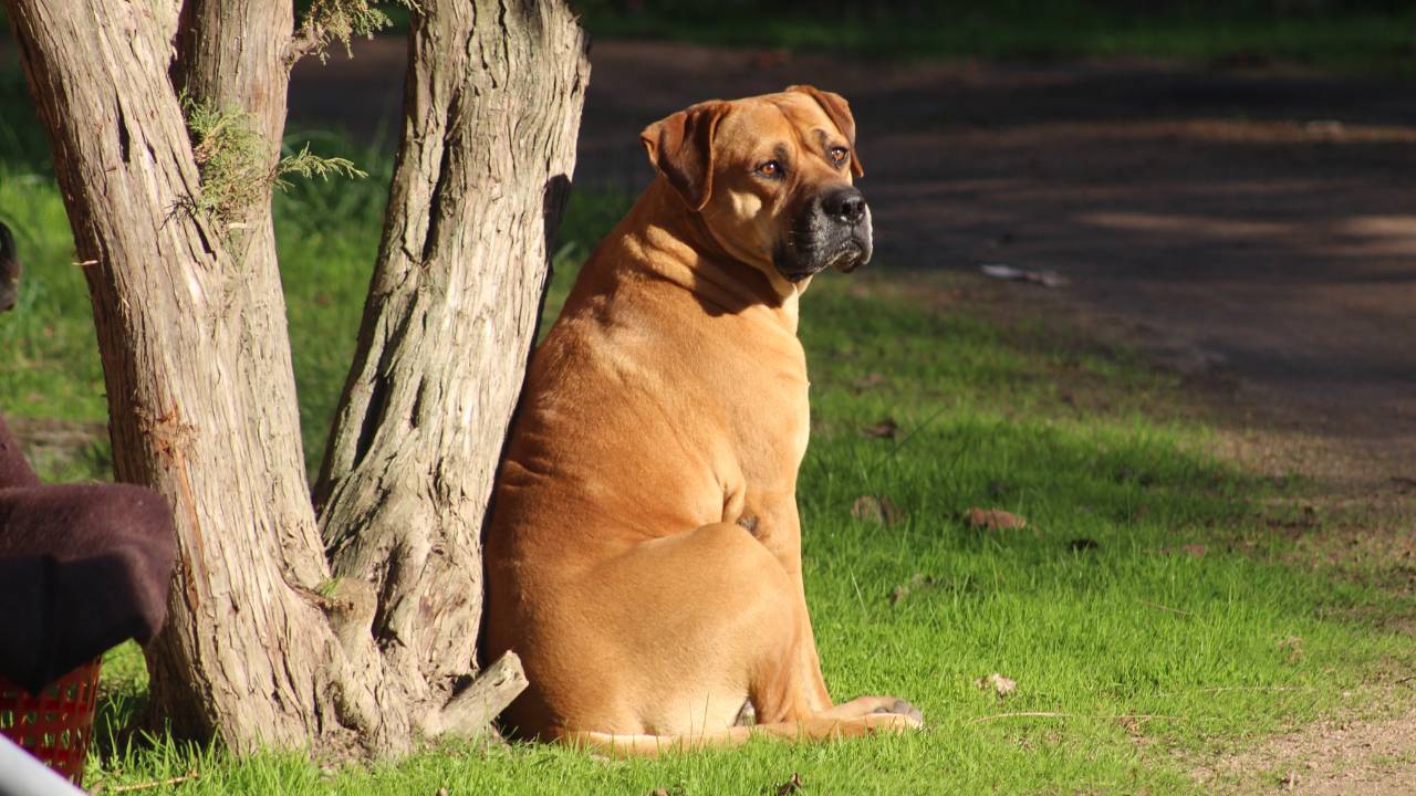 Cutaneous Lymphoma in Dogs: Symptoms & Treatment Guide