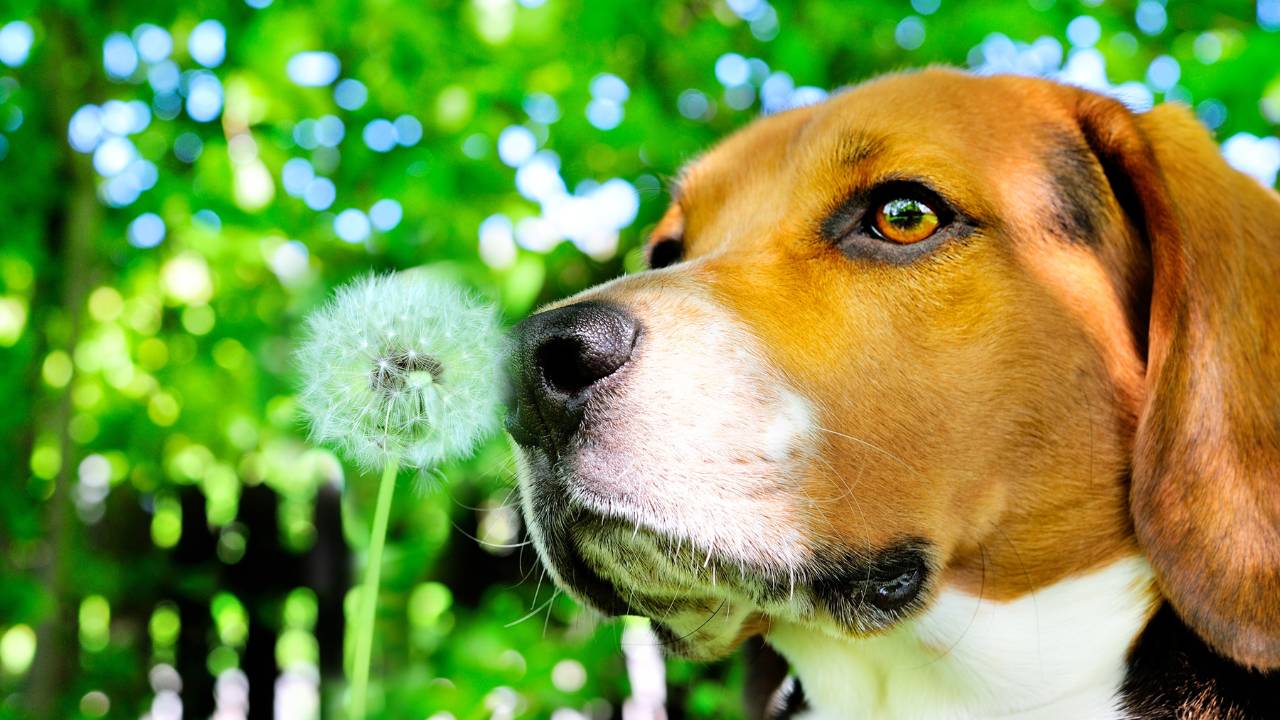 The Ultimate Guide to Prebiotics, Probiotics, and Postbiotics for Dogs