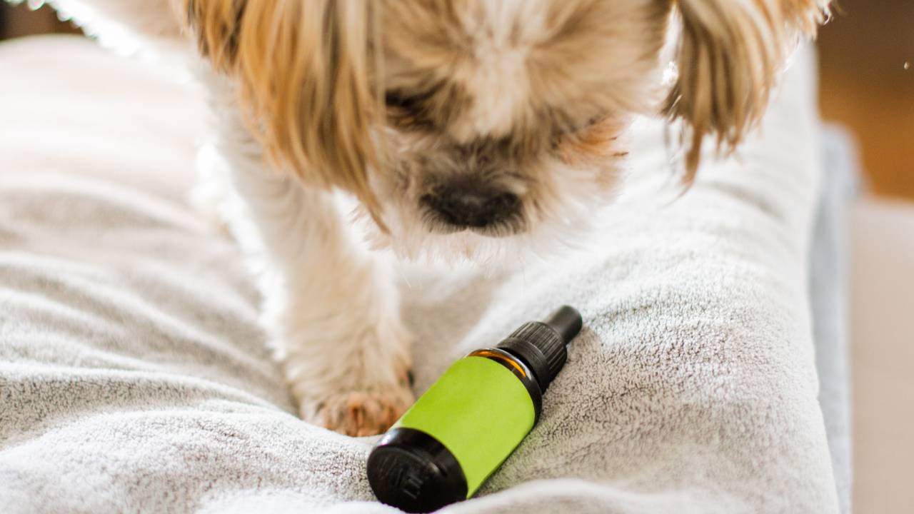 The Endocannabinoid System in Dogs: CBD’s Natural Benefits