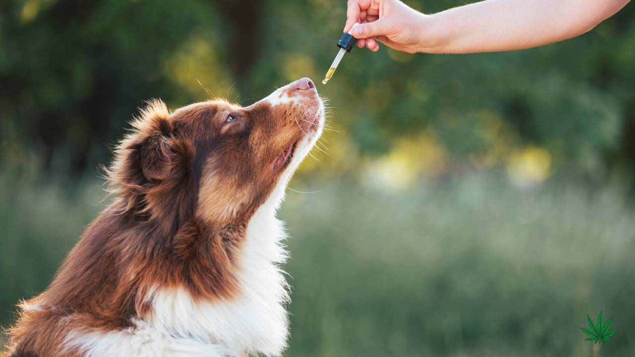 Best Supplements & Natural Remedies for Dogs with Cancer
