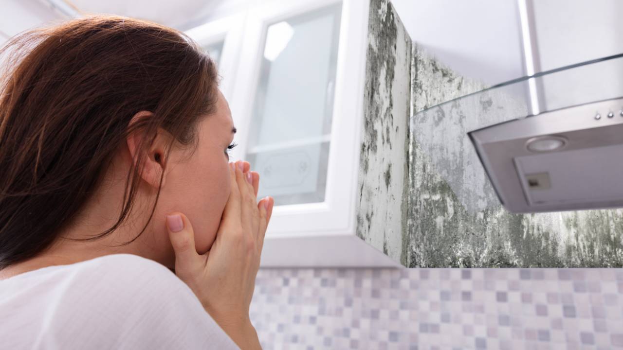 Mold Exposure in Dogs: Symptoms, Risks & Prevention