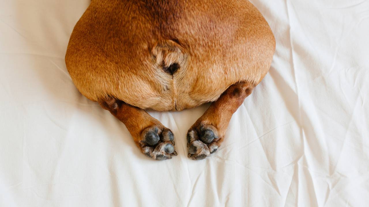 Rectal Cancer in Dogs
