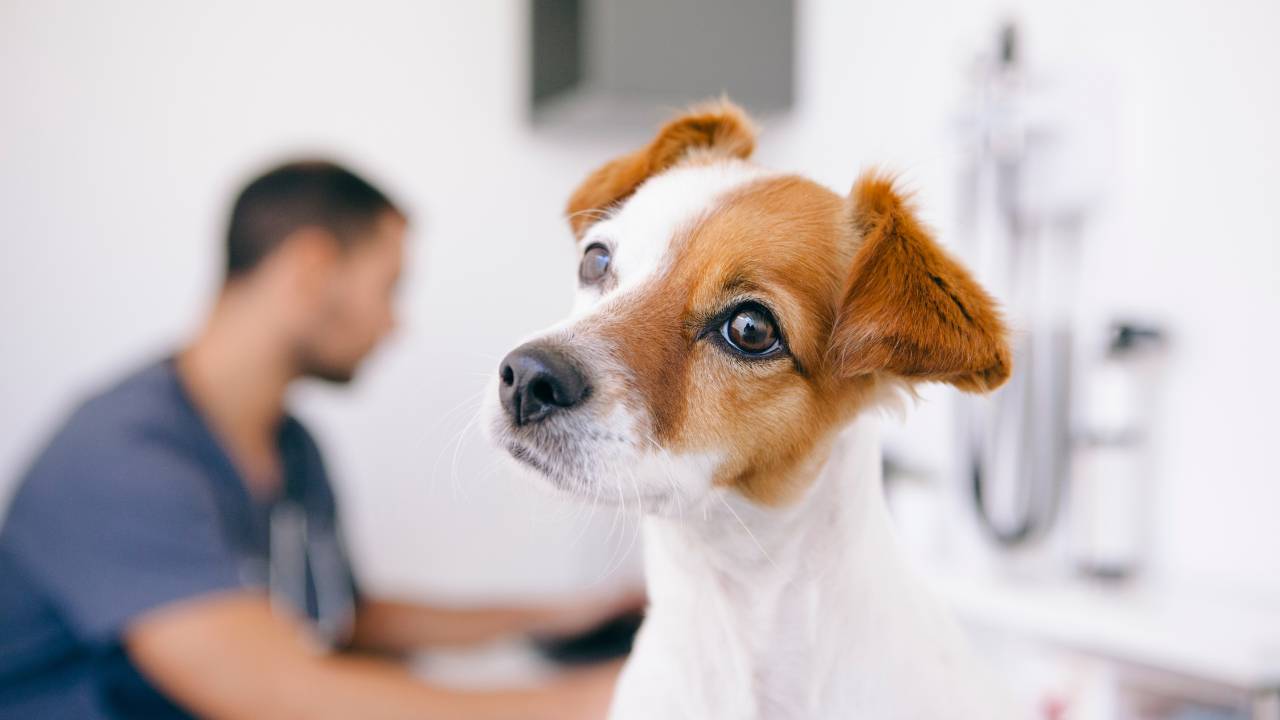 Stomach Cancer in Dogs